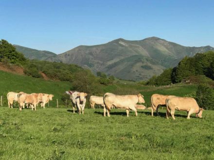 A Perfect Start to Walking the Camino Frances – St. Jean to Pamplona ...